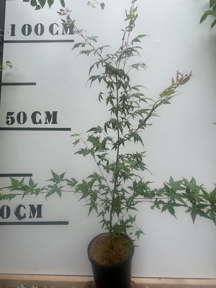 Acer Palmatum - Common Japanese Maple – FEATURE TREES BALLARAT