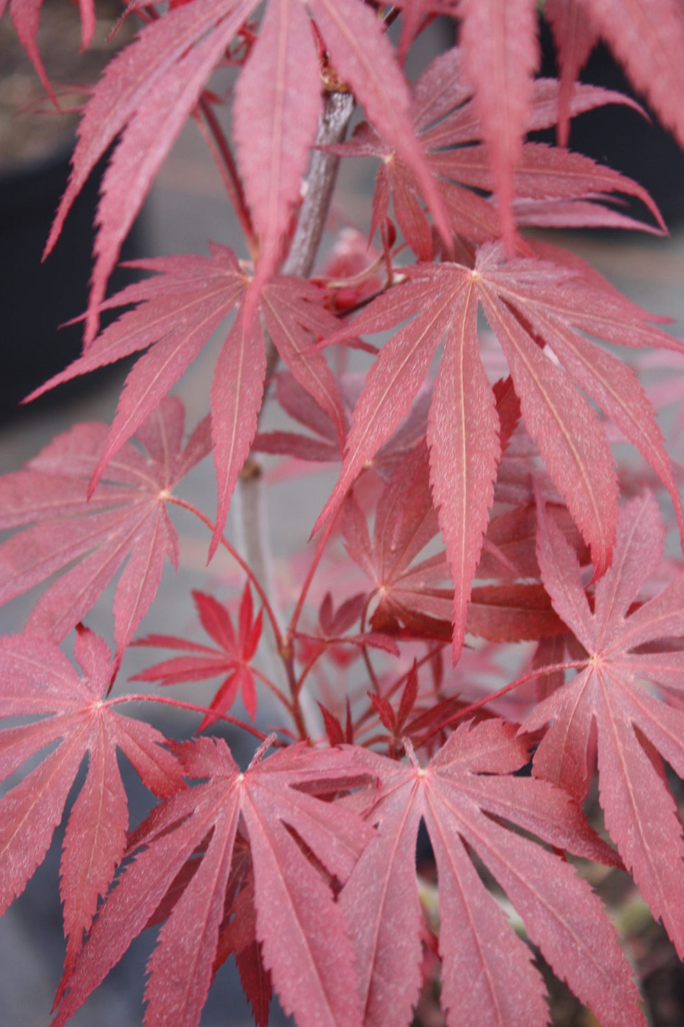 Acer Palmatum Beni Kagami - Japanese Maple Beni Kagami – FEATURE TREES ...