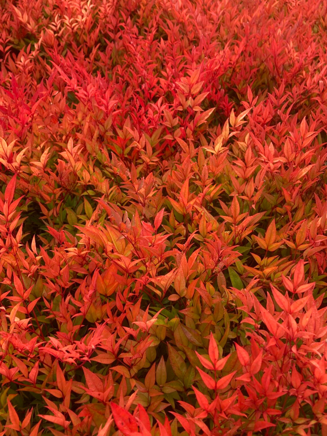 Feature Trees Ballarat – FEATURE TREES BALLARAT