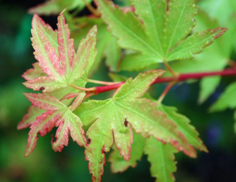 Acer Palmatum Coonara Pygmy - Coonara Pygmy Japanese Maple – FEATURE ...