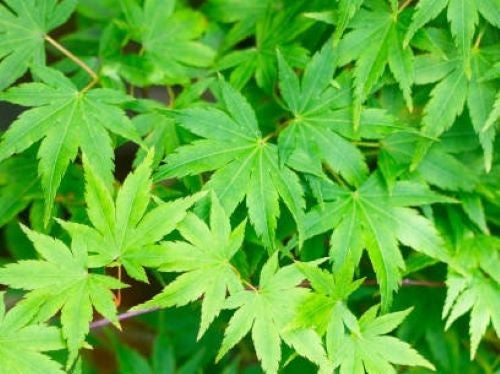 Acer Palmatum - Common Japanese Maple – FEATURE TREES BALLARAT