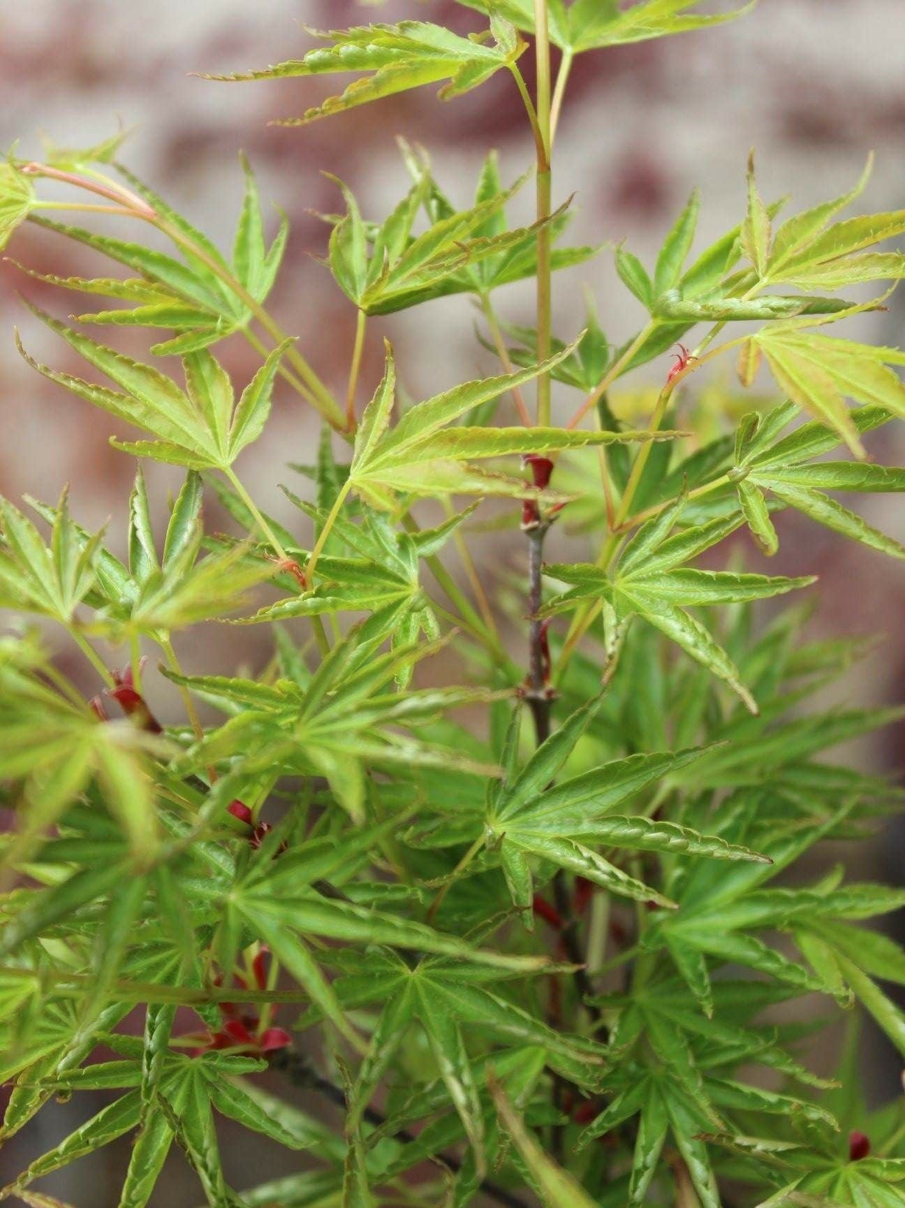 Acer Palmatum Okushimo - Japanese Maple Okushimo – FEATURE TREES BALLARAT