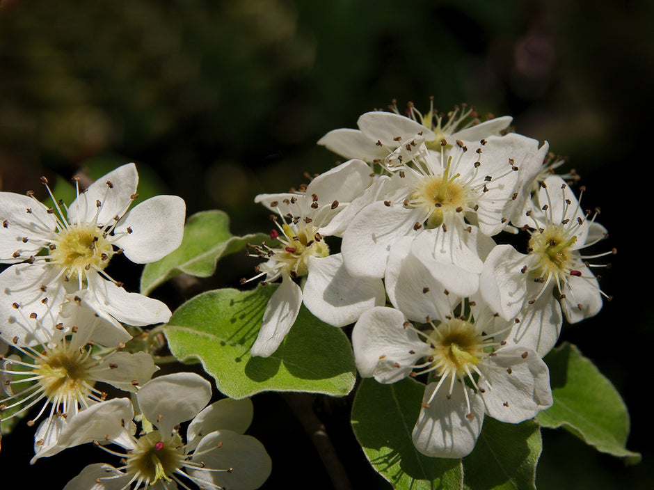 Pyrus - Ornamental Pear – FEATURE TREES BALLARAT