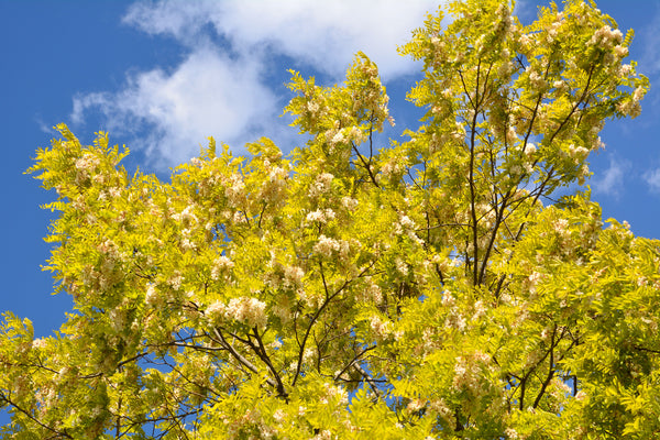 Robinia Pseudoacacia 'Frisia' - Yellow Locust – FEATURE TREES BALLARAT