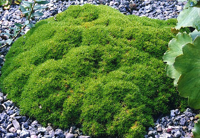 Scleranthus Biflorus - Lime Lava – FEATURE TREES BALLARAT