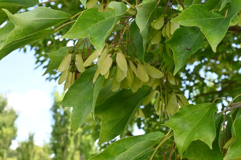 Products – FEATURE TREES BALLARAT