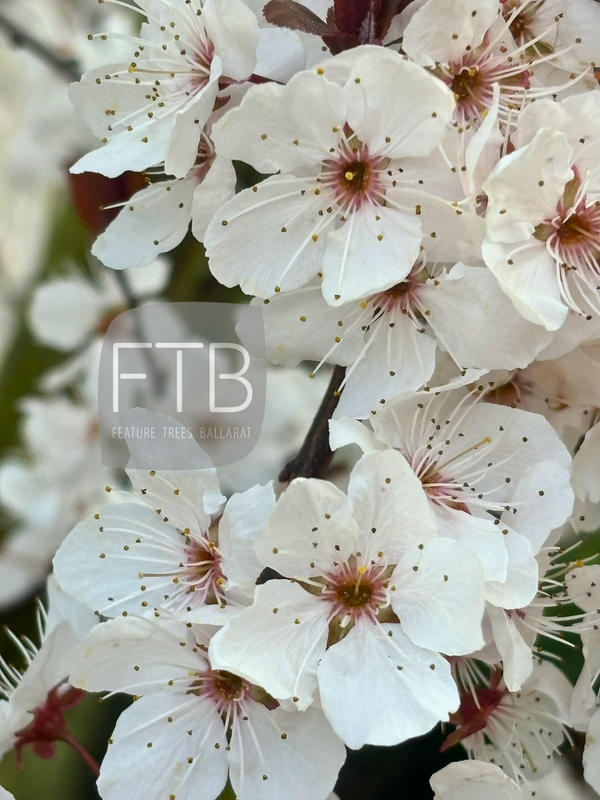 Prunus Cerasifera - Oakville Crimson Spire™ Ornamental Plum – FEATURE ...