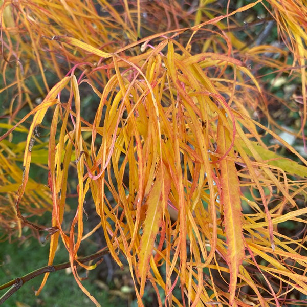 Acer Palmatum Kinshi - Japanese Maple Kinshi – FEATURE TREES BALLARAT