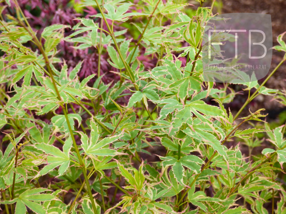 Acer Palmatum Butterfly - Japanese Maple Butterfly – FEATURE TREES BALLARAT
