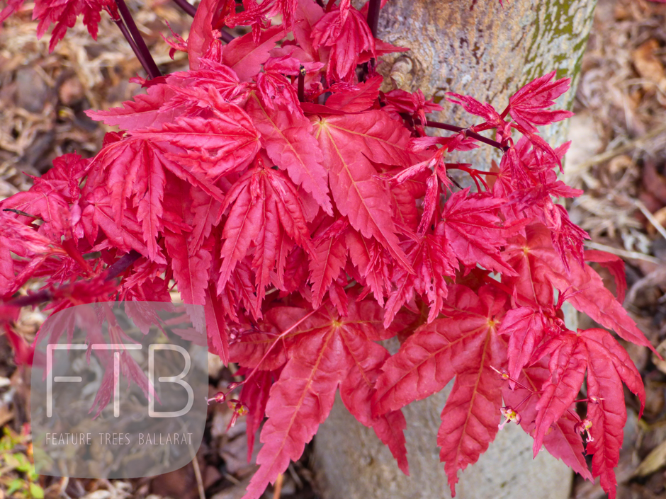 Feature Trees Ballarat – FEATURE TREES BALLARAT