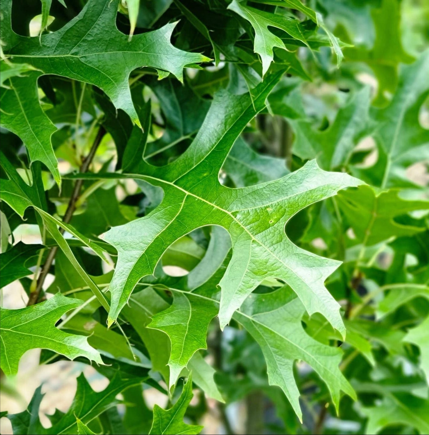 Feature Trees Ballarat – FEATURE TREES BALLARAT