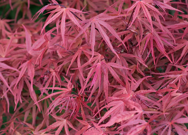 Acer Palmatum Red Pygmy - Japanese Maple Red Pygmy – FEATURE TREES BALLARAT