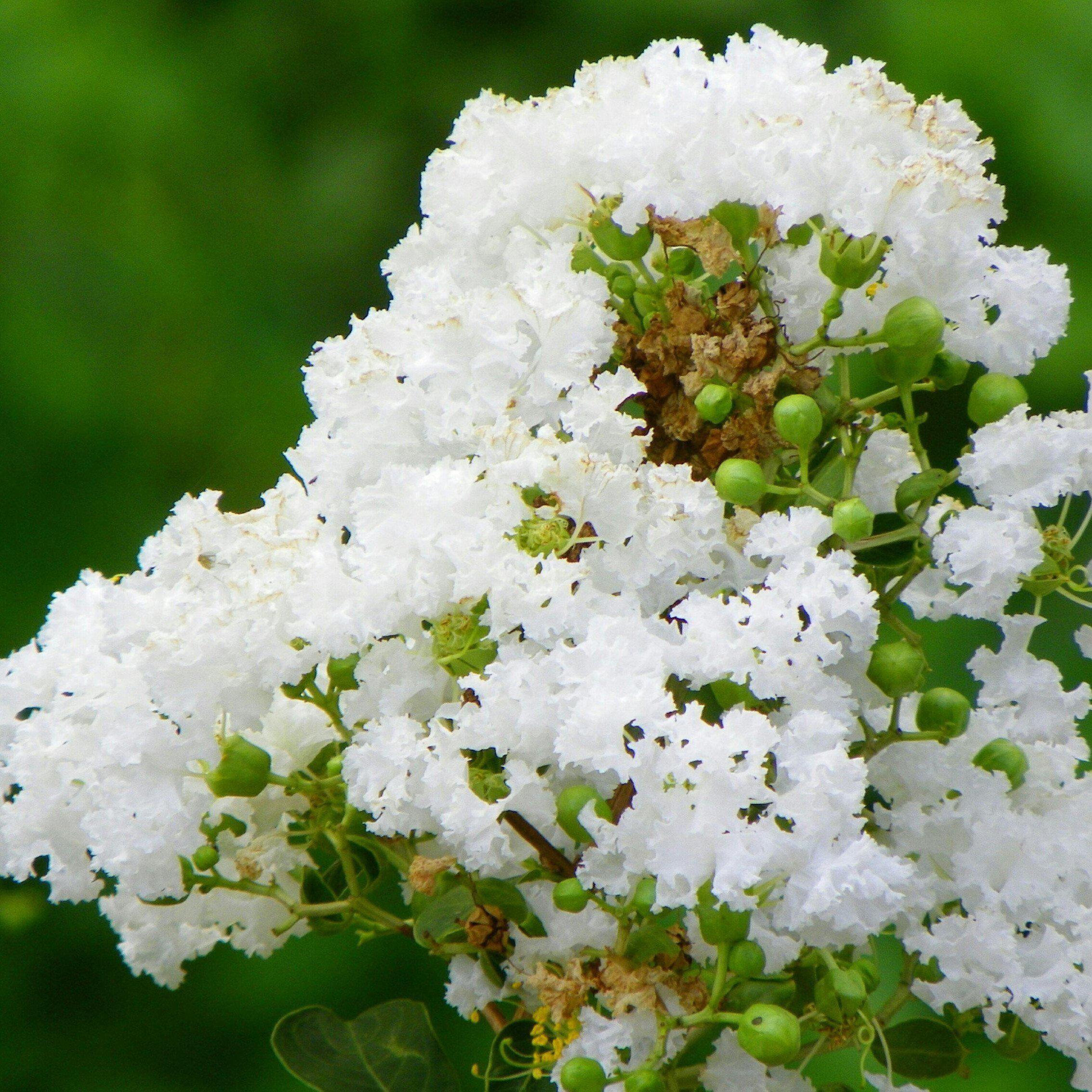 Lagerstroemia Indica Natchez - Natchez Crepe Myrtle – FEATURE TREES ...
