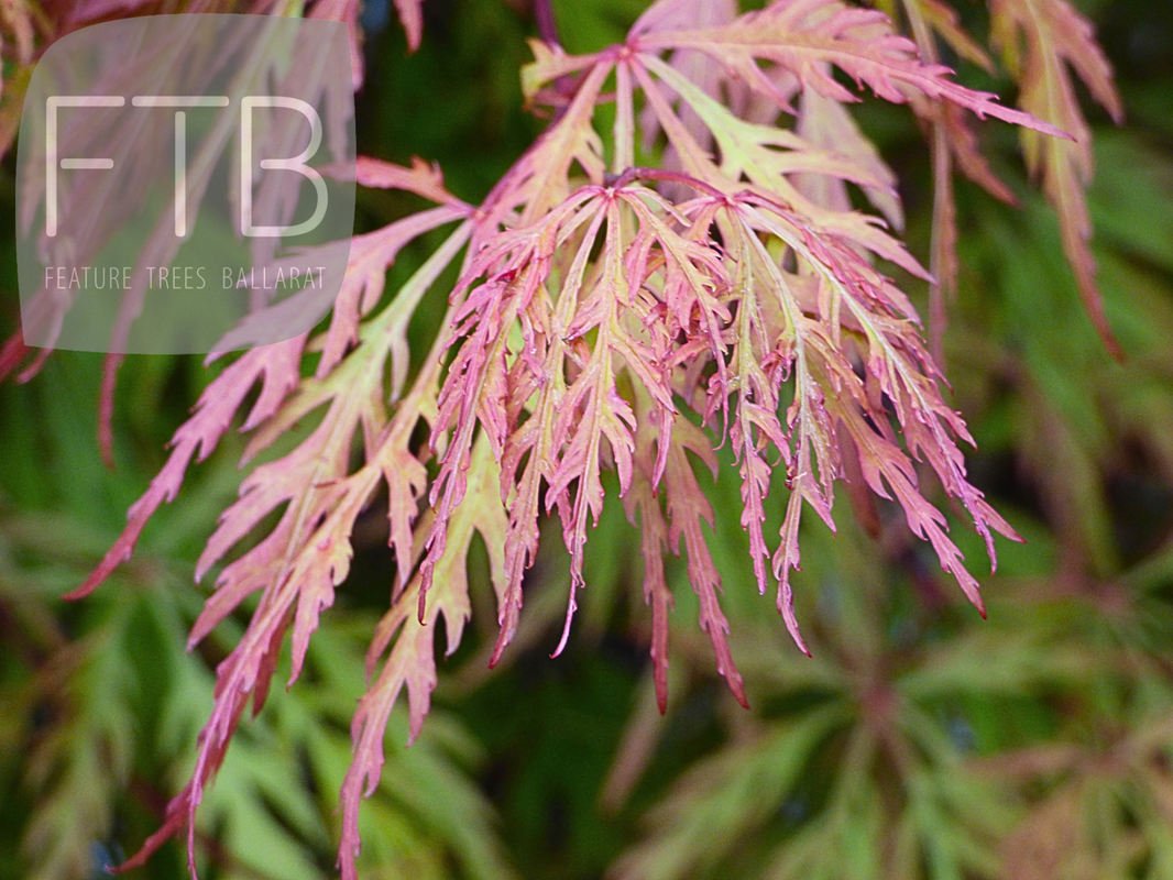 Weeping Japanese Maples – FEATURE TREES BALLARAT