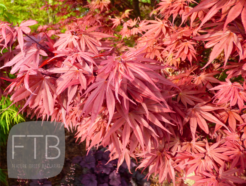 Dwarf Japanese Maples – FEATURE TREES BALLARAT