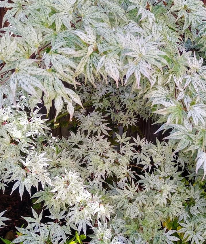 Acer Palmatum Ukigumo - Japanese Maple Ukigumo – FEATURE TREES BALLARAT